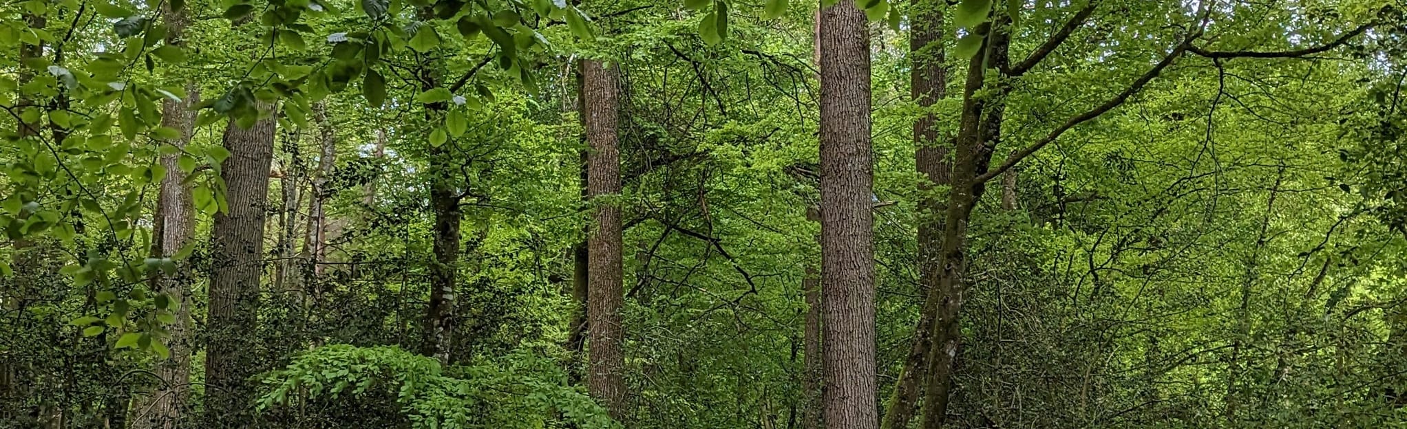 Mid-Forest Nature Relay: 23 Reviews, Map - Ille-et-Vilaine, France ...