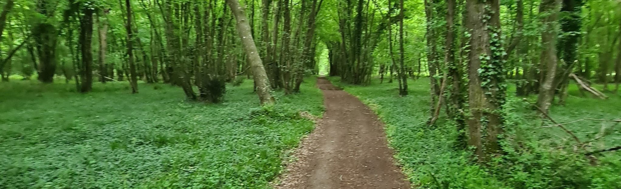 La Forêt de Benon : 7 Photos - Charente-Maritime, France | Randonnée ...