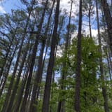 Deep Run Park Trails, Virginia - 1,198 Reviews, Map | AllTrails