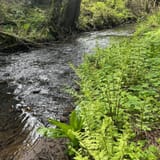 Tickle Creek Trail, Oregon - 384 Reviews, Map | AllTrails