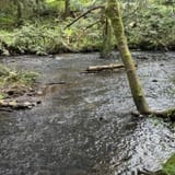 Tickle Creek Trail, Oregon - 384 Reviews, Map | AllTrails