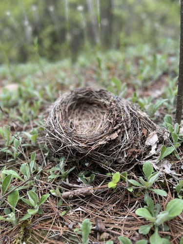 Best Hikes and Trails in Stinchfield Woods | AllTrails