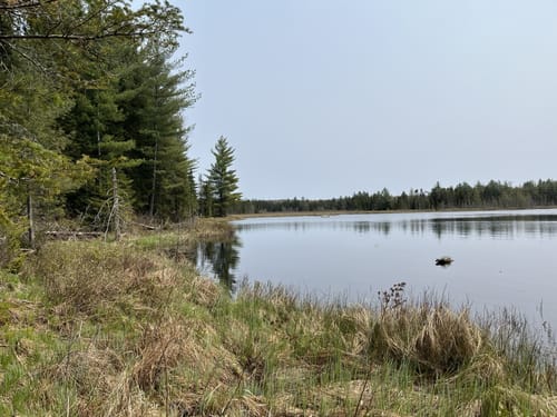 2023 Best Forest Trails in Independence River Wild Forest | AllTrails