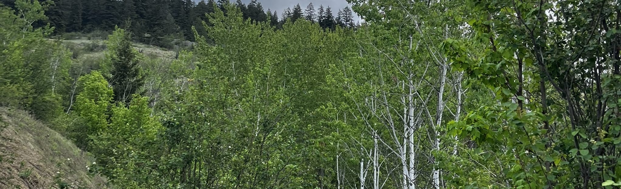 Grey Canal Trail: Coldstream Valley, British Columbia, Canada - 39 ...