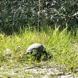 Doris Leeper Trail, Florida - 429 Reviews, Map | AllTrails
