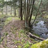 Tracy Ridge Hiking Trail System , Pennsylvania - 349 Reviews, Map ...