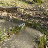 Tracy Ridge Hiking Trail System , Pennsylvania - 349 Reviews, Map ...