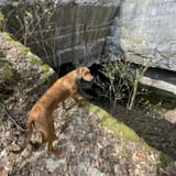 Freedley Quarry via Trail 6, Vermont - 279 Reviews, Map | AllTrails