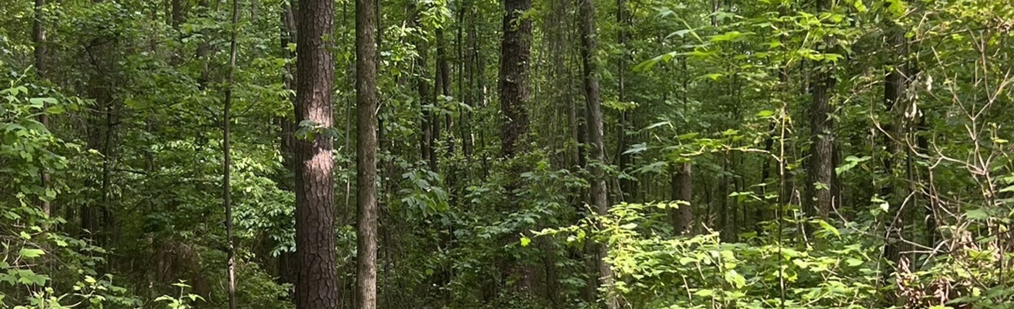 Southside Park Green Loop: 93 Reviews, Map - Georgia | AllTrails