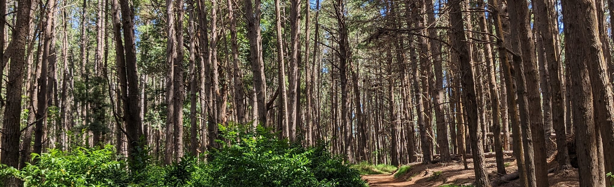 Waihou Spring Trail [CLOSED], Maui, Hawaii - 697 Reviews, Map | AllTrails