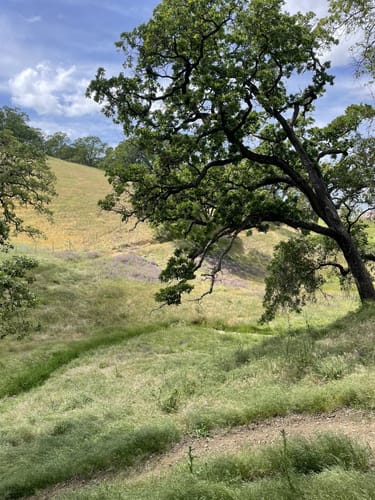 Best Hikes and Trails in Callippe Preserve | AllTrails