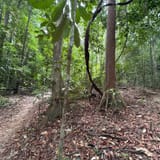 Mount Lambak, Johor, Malaysia - 222 Reviews, Map | AllTrails