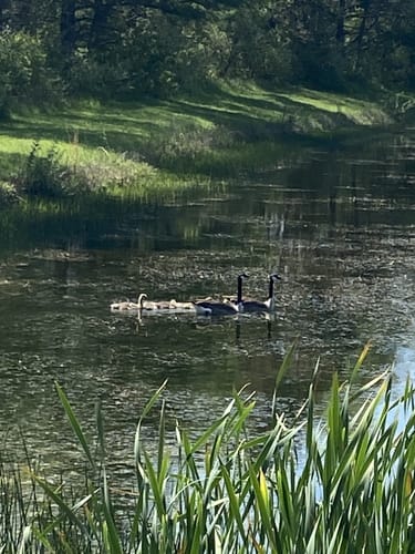 Best Hikes and Trails in Kennekuk Cove County Park | AllTrails