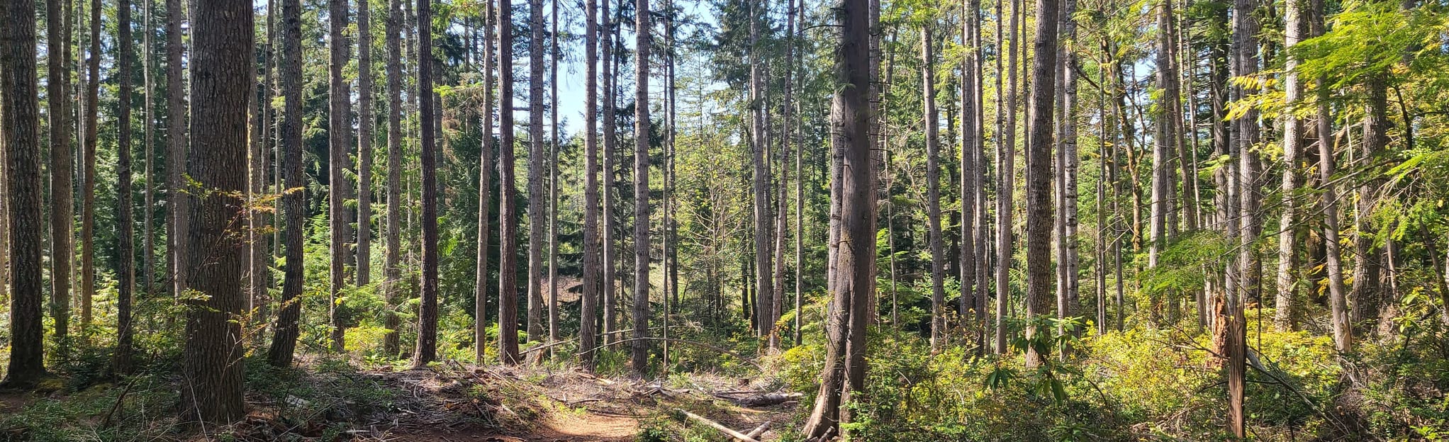 Flying Eagle, Beaver and Big Cedar Loop Trail: 228 Reviews, Map ...