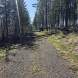 Shellburg Falls Trail, Oregon - 835 Reviews, Map | AllTrails