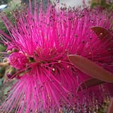 Balboa Park Loop, California - 883 Reviews, Map | AllTrails