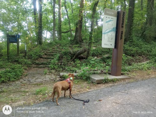 Best Hikes and Trails in Wilson Dam Recreation Area | AllTrails