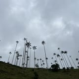 Cocora Valley Loop, Quindío, Colombia - 191 Reviews, Map | AllTrails