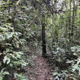 Cocora Valley Loop, Quindío, Colombia - 191 Reviews, Map | AllTrails
