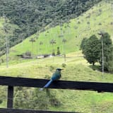 Cocora Valley Loop, Quindío, Colombia - 191 Reviews, Map | AllTrails