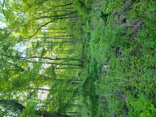 Best Hikes and Trails in Reinhardt Forest Preserve | AllTrails