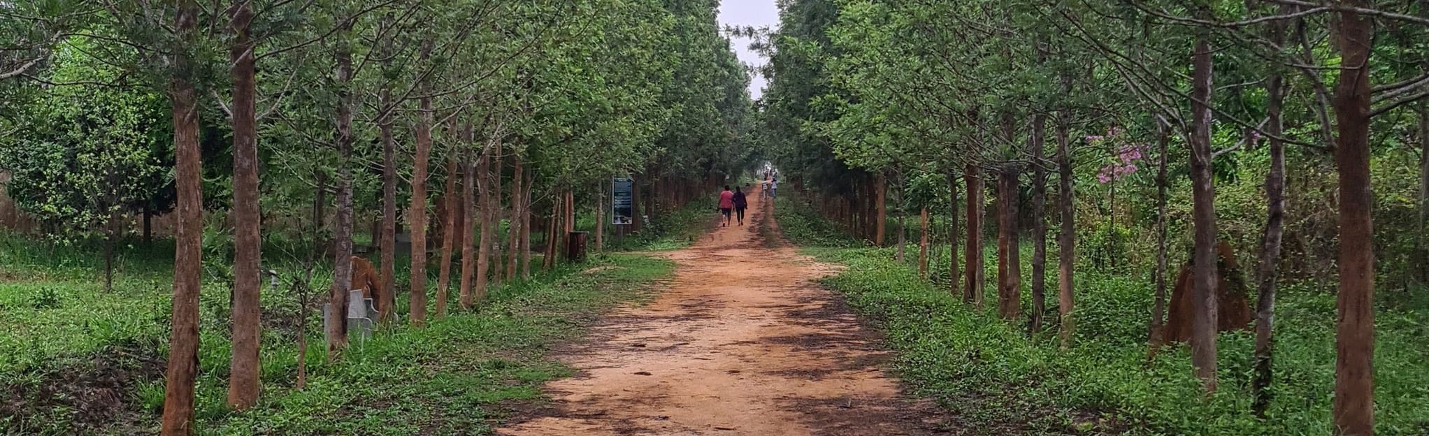 Avalahalli Forest Loop: 114 foto's - Karnataka, India | AllTrails