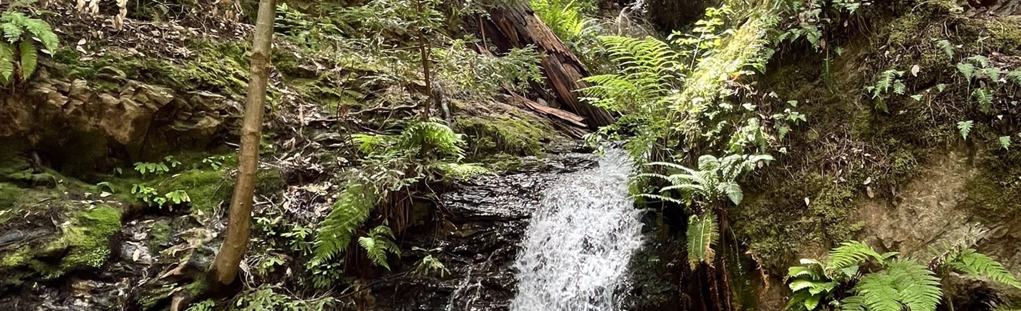 Iverson Trail To Tiptoe Falls: 180 Reviews, Map - California | AllTrails