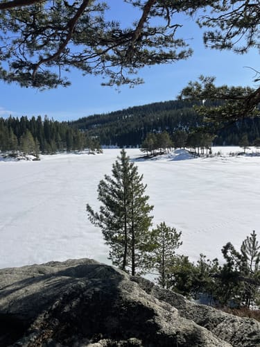 2023 Best Dog Friendly Trails in Bymarka nature reserve | AllTrails