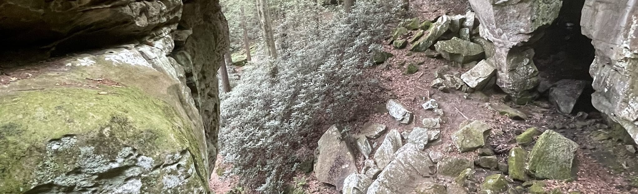 Split Bow Arch Loop, Kentucky - 157 Reviews, Map | AllTrails