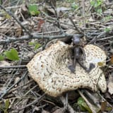 Round Spring Cave, Missouri - 20 Reviews, Map | AllTrails