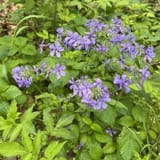 Round Spring Cave, Missouri - 20 Reviews, Map | AllTrails