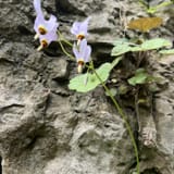 Round Spring Cave, Missouri - 20 Reviews, Map | AllTrails