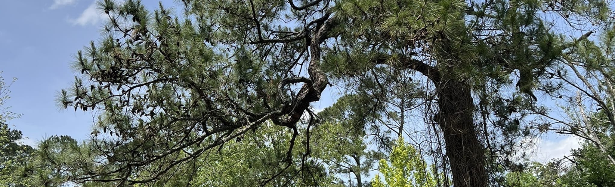 Osgood Canal Greenway and Urban Trail, North Carolina - 45 Reviews, Map ...