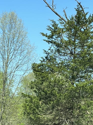 Best Hikes and Trails in Stinchfield Woods | AllTrails