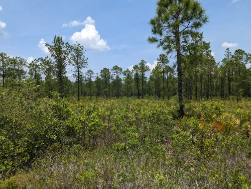 Best Hikes and Trails in Seminole State Forest | AllTrails
