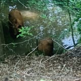 Three Notch Trail, Maryland - 210 Reviews, Map | AllTrails