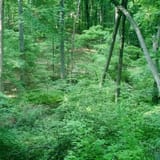 Three Notch Trail, Maryland - 210 Reviews, Map | AllTrails