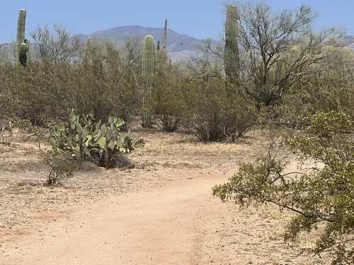 Best Hikes and Trails in Arthur Pack Regional Park | AllTrails