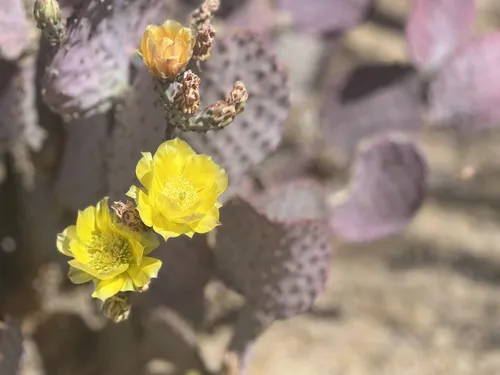 Best Hikes and Trails in Arthur Pack Regional Park | AllTrails