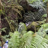 Cross Island Track and The Needle, Rarotonga, Cook Islands - 148 ...