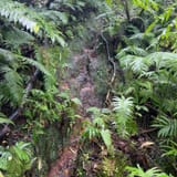 Cross Island Track and The Needle, Rarotonga, Cook Islands - 148 ...