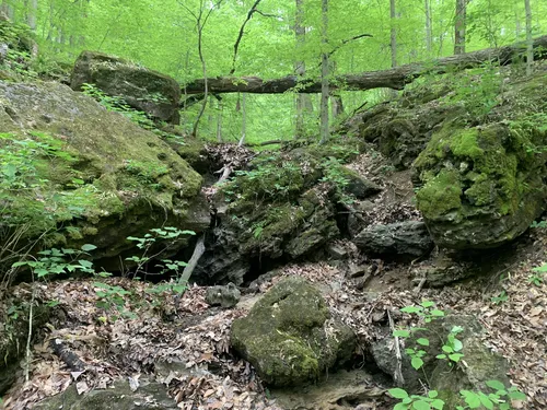 10 Best Hikes and Trails in Bernheim Arboretum and Research Forest ...