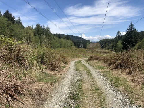 Best Wild Flowers Trails in West Tiger Mountain Natural Resource ...