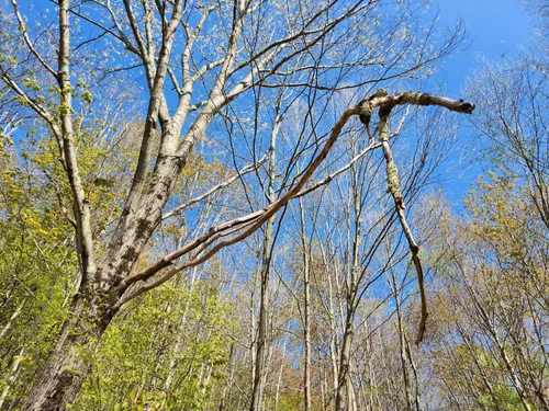 Best Hikes and Trails in Steam Mill State Forest | AllTrails