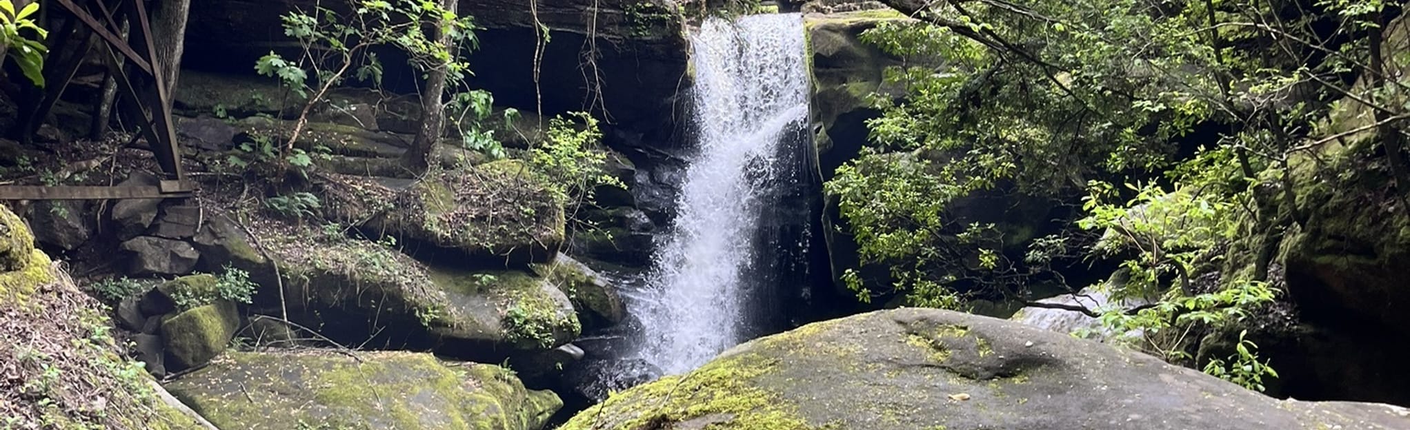 Dismals Canyon, Alabama - 280 Reviews, Map | AllTrails