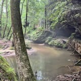 Dismals Canyon, Alabama - 295 Reviews, Map | AllTrails