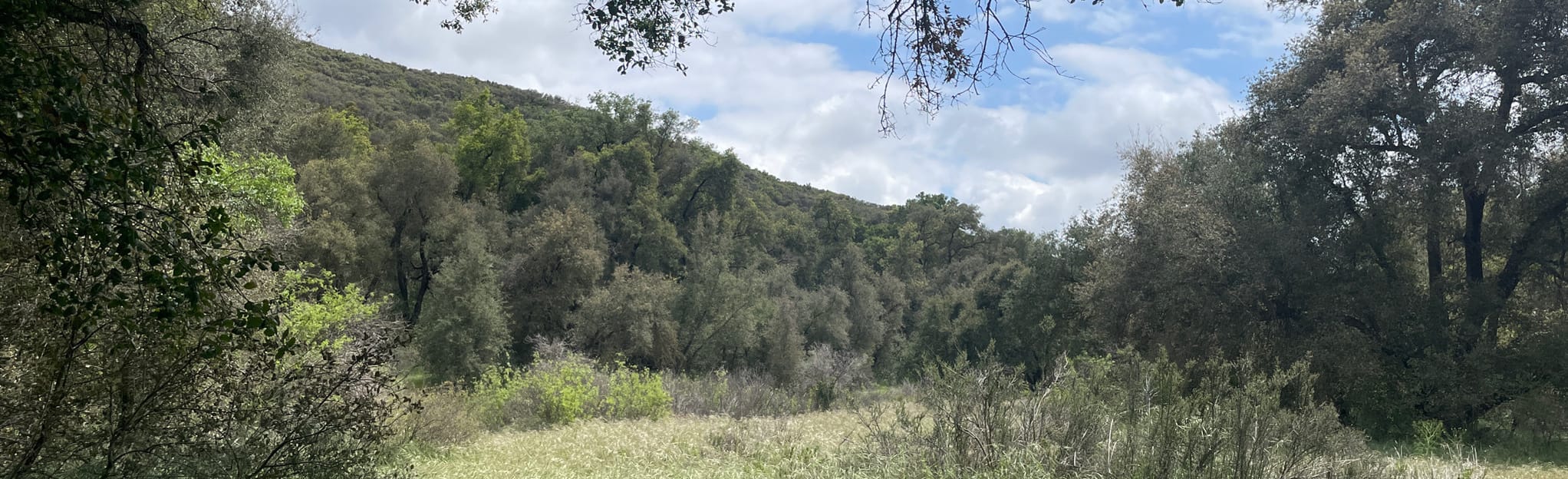 Morgan Trail, California - 419 Reviews, Map | AllTrails