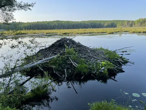 Best Hikes and Trails in Hanging Bog Game Management Area | AllTrails
