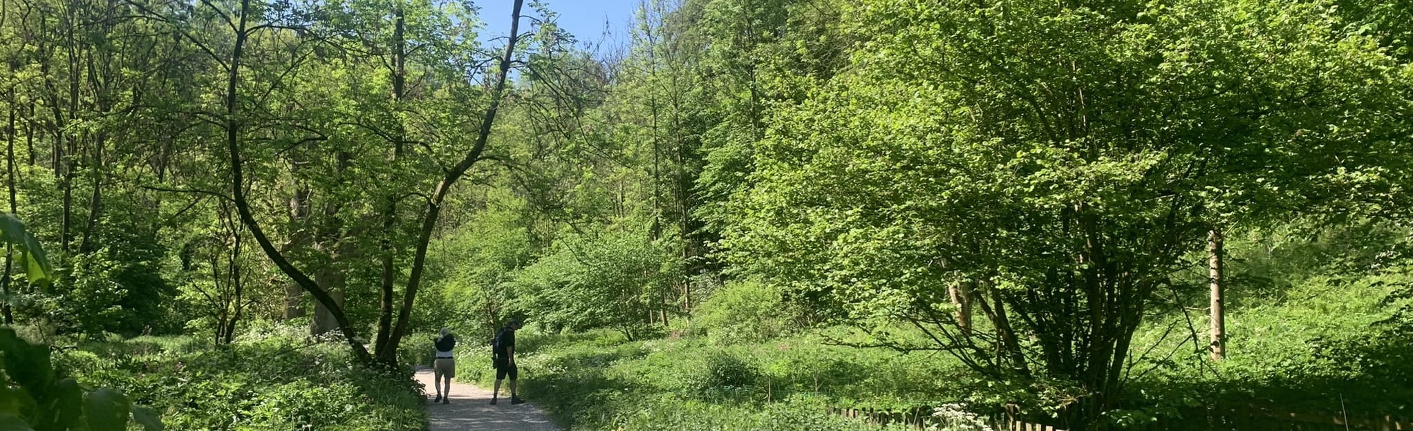 Moneyash and Lathkill Dale Nature Reserve Circular, Derbyshire, England ...