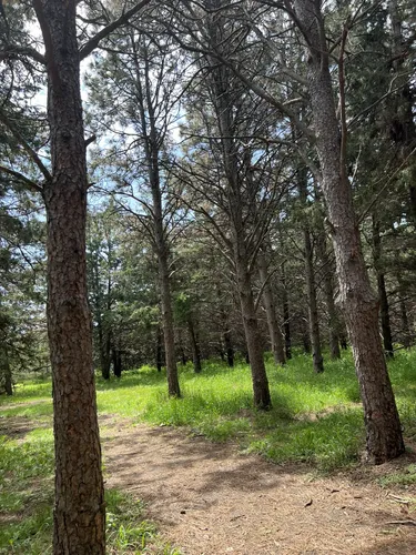 Best Forest Trails in Aberdeen | AllTrails
